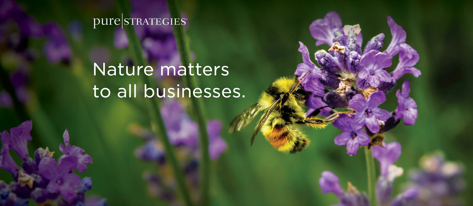 Resources to Take Action on Nature - Pure Strategies